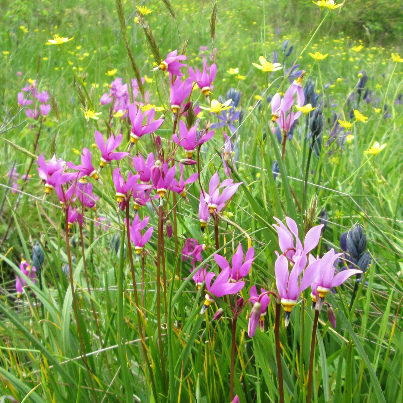 Harewood Plains - NALT