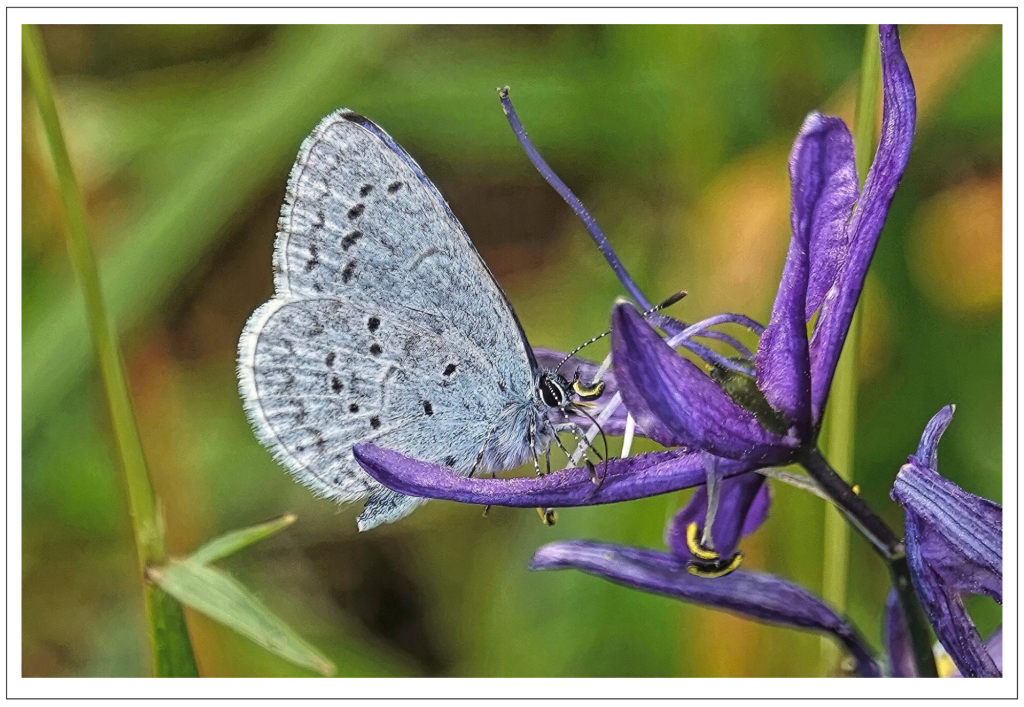 Echo Azure on Camas - NALT
