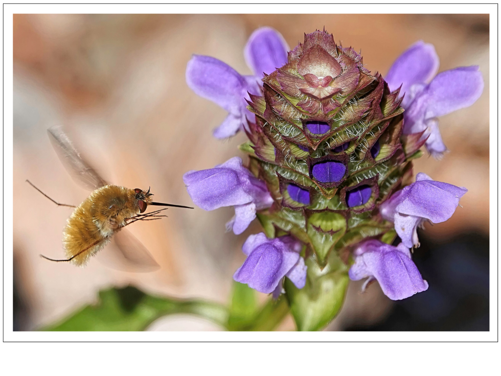 Woolly Bee Fly at Self Heal - NALT